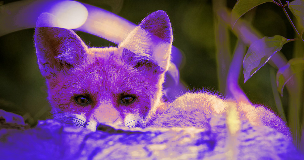 How Purple Fox Malware Distributed through Malicious Telegram ...